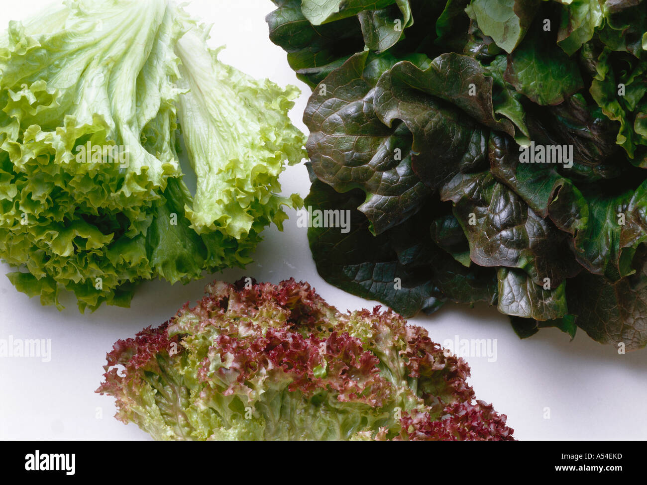 Lollo biondo lettuce hi-res stock photography and images - Alamy