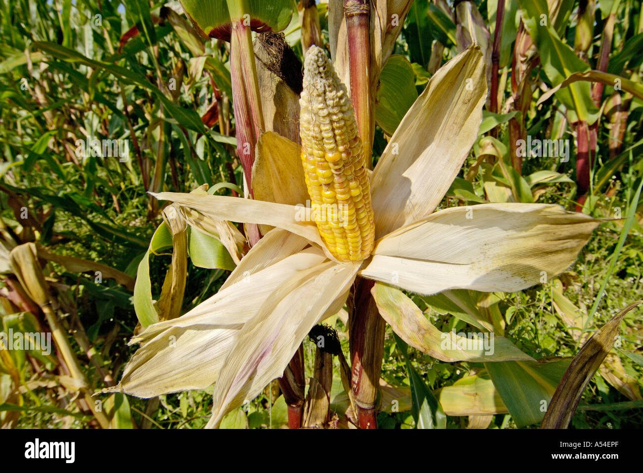 Corn cob ear in a field near Ayingen Upper Bavaria Germany Stock Photo ...