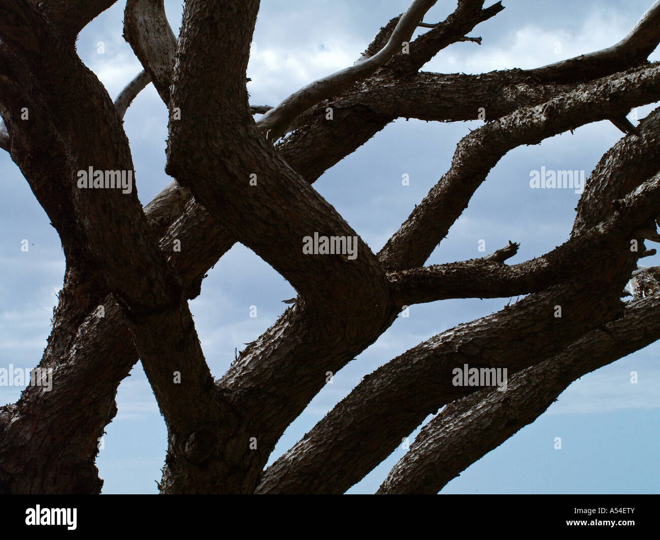 botanical garden, snaggy Stock Photo - Alamy