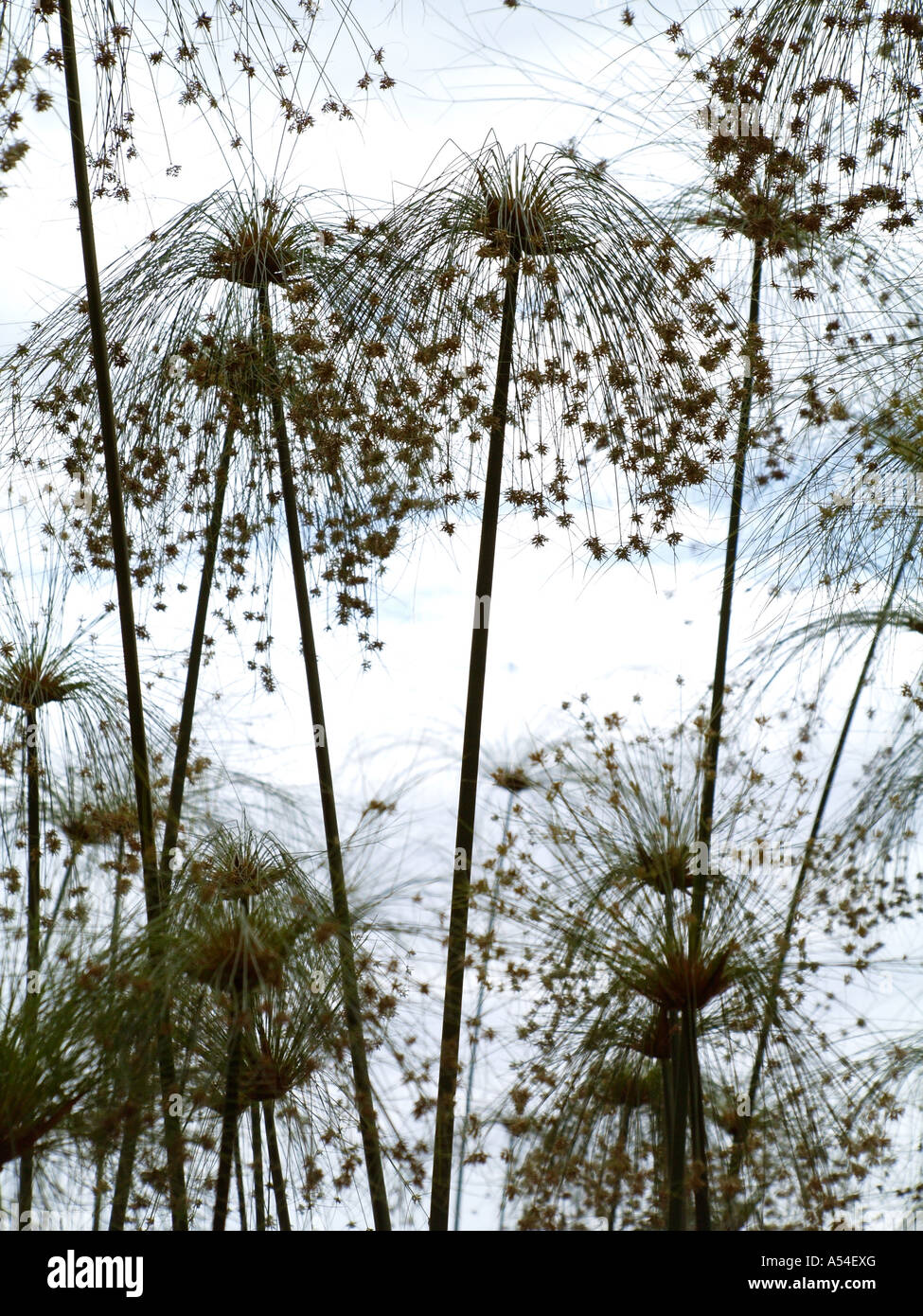 Botanical garden papyrus plant hi-res stock photography and images - Alamy