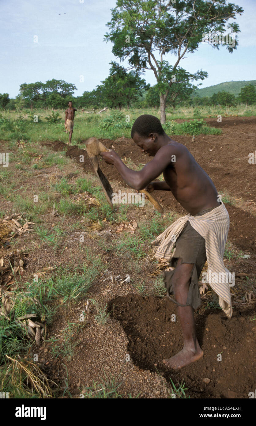 Painet hn2055 7501 benin man cultivating field natitingi country ...