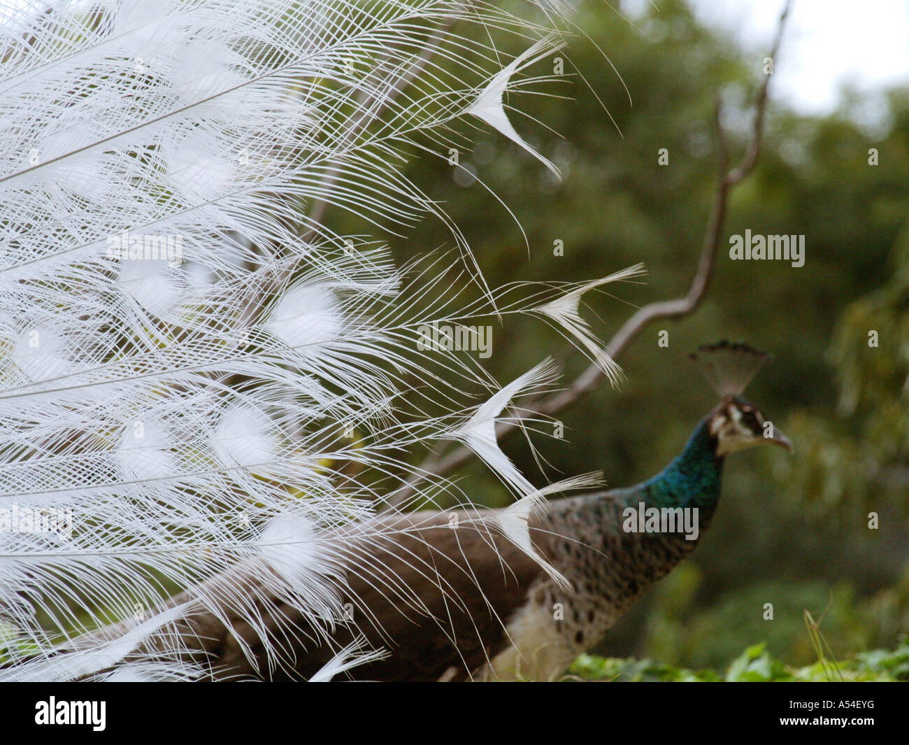 Peacock chicken hi-res stock photography and images - Alamy