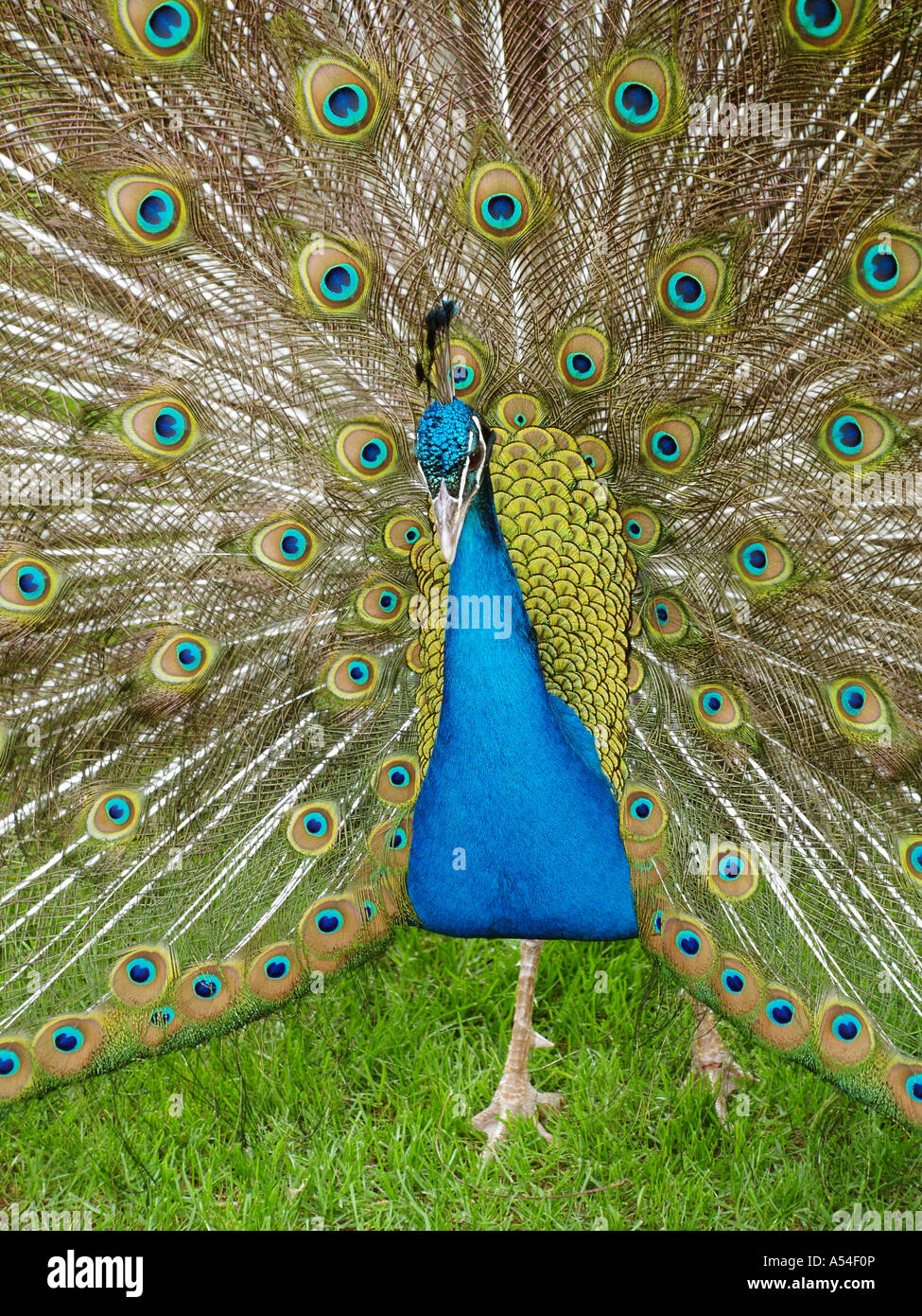 Peacocks feather structure hi-res stock photography and images - Alamy
