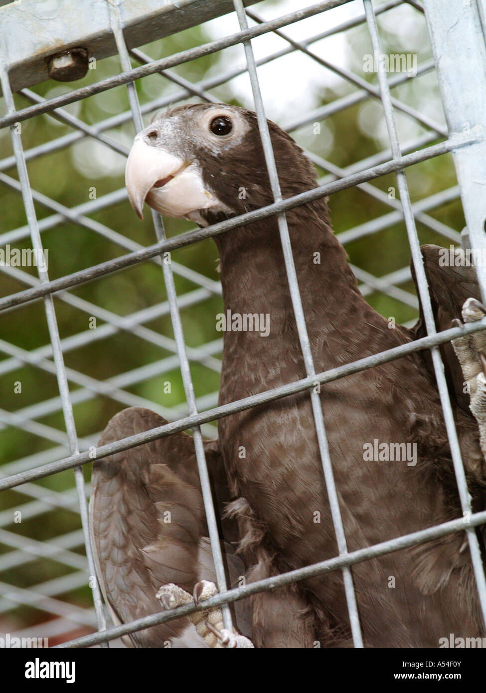 parrot in a cage Stock Photo - Alamy