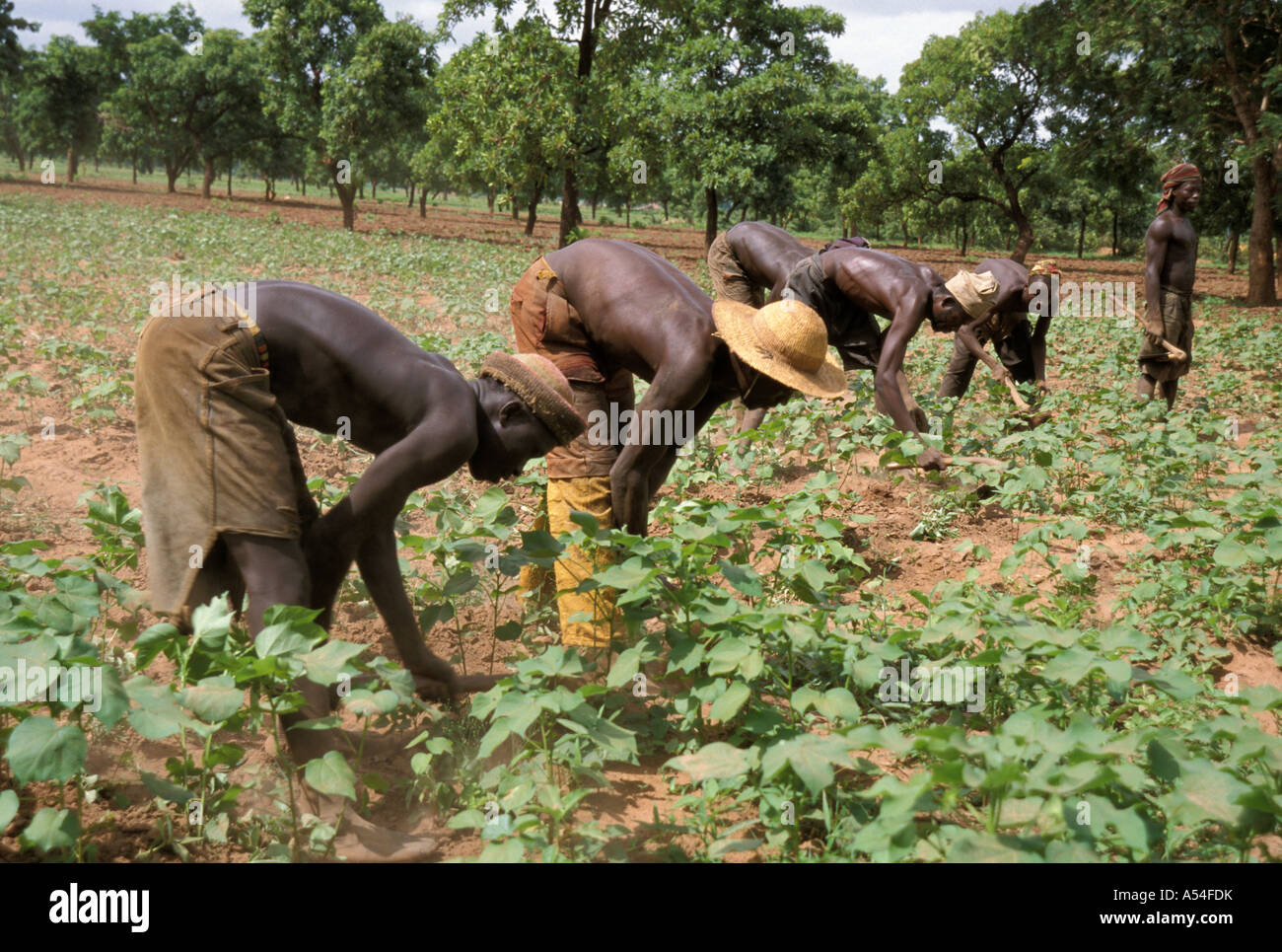Painet hn2145 7644 ghana men cultivatingsoja beans bongo village ...