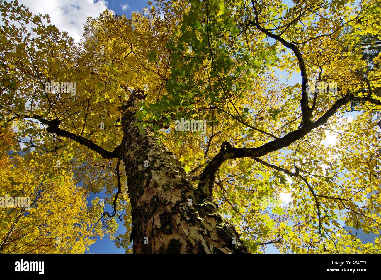 Tree with autumn foliage fall near Linderhof Palace Bavaria Germany ...