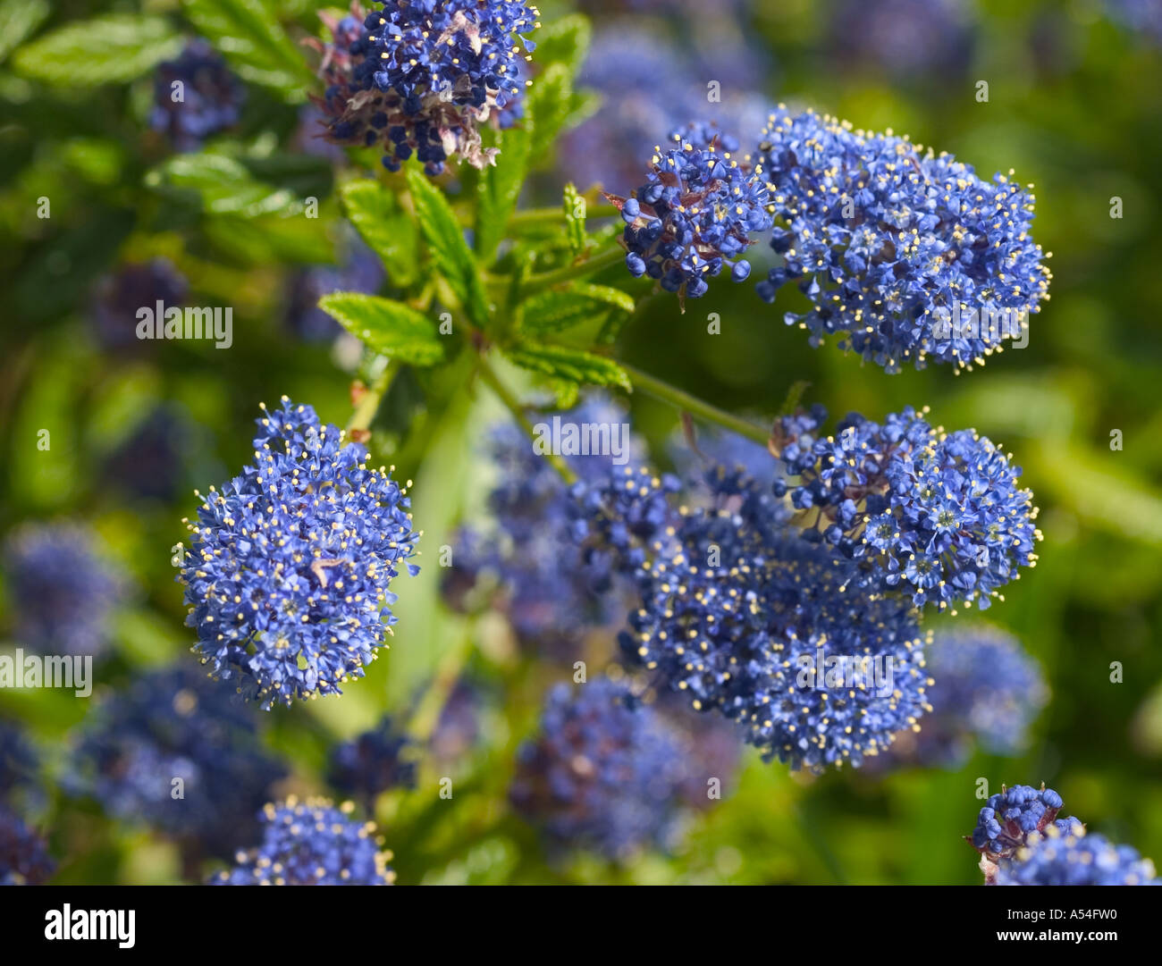 Ceanothus flower hi-res stock photography and images - Alamy