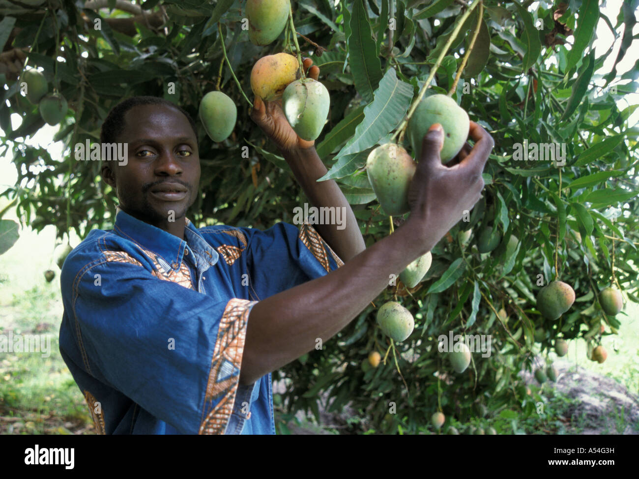 Painet hn2287 7449 gambia man mangoes photo by country developing ...