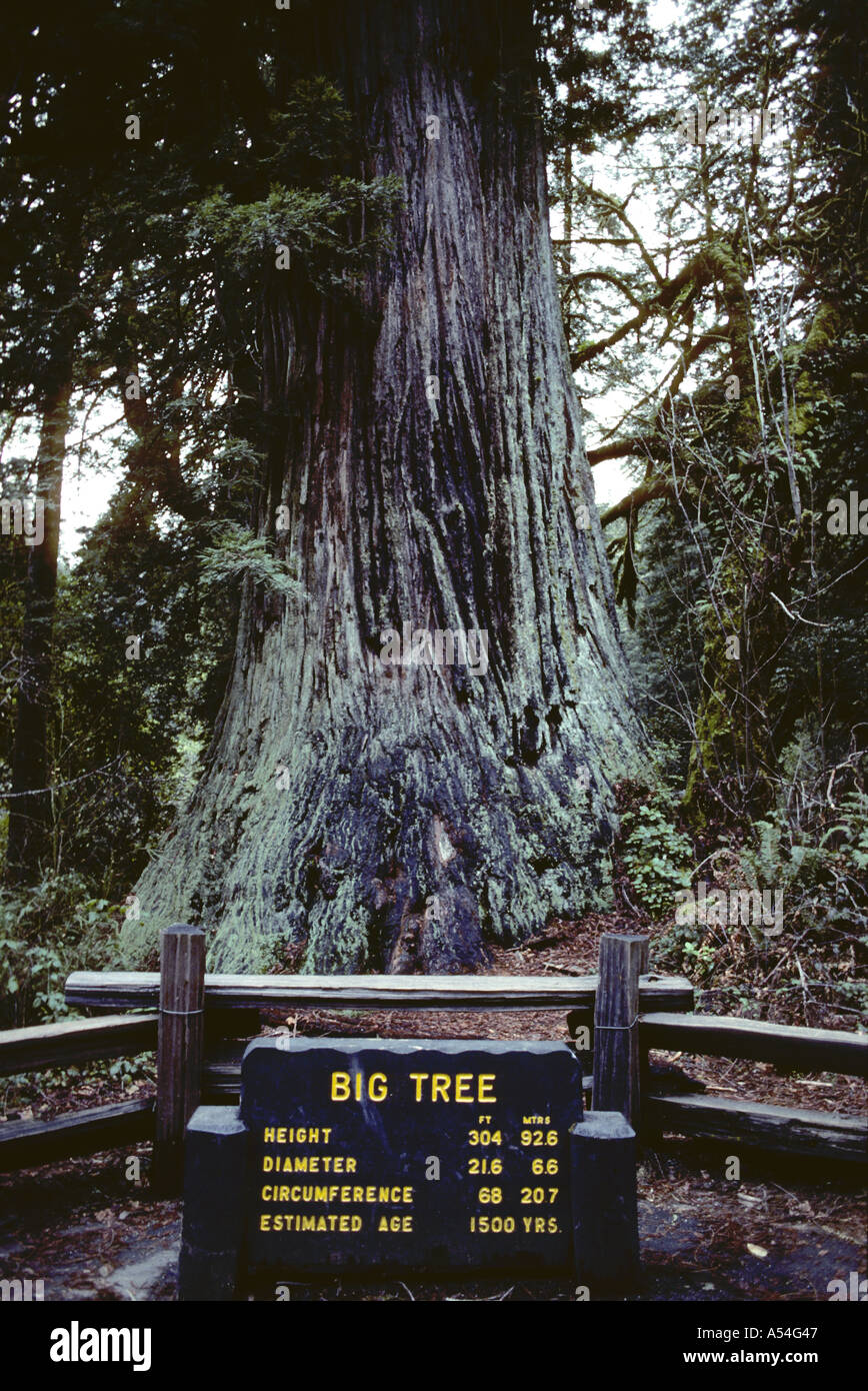 Redwood forest information hi-res stock photography and images - Alamy