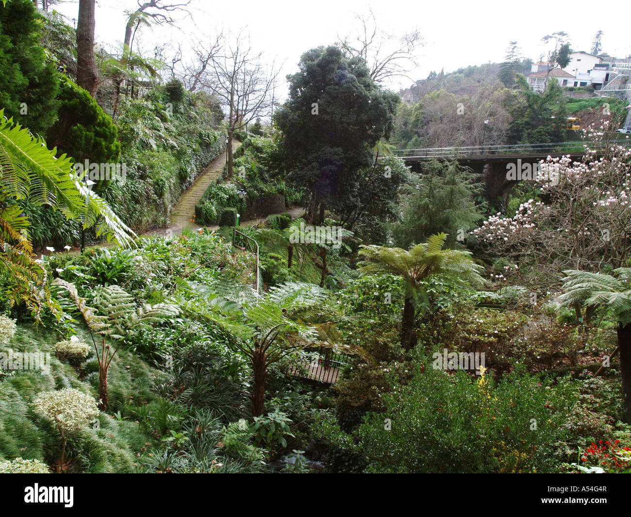 garden, plants of Madeira Stock Photo - Alamy
