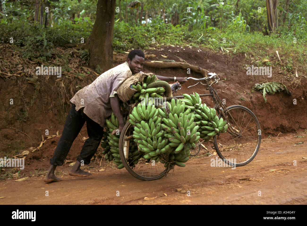 Painet hq1422 uganda man pushing bicycle loaded bananas masaka commerce ...