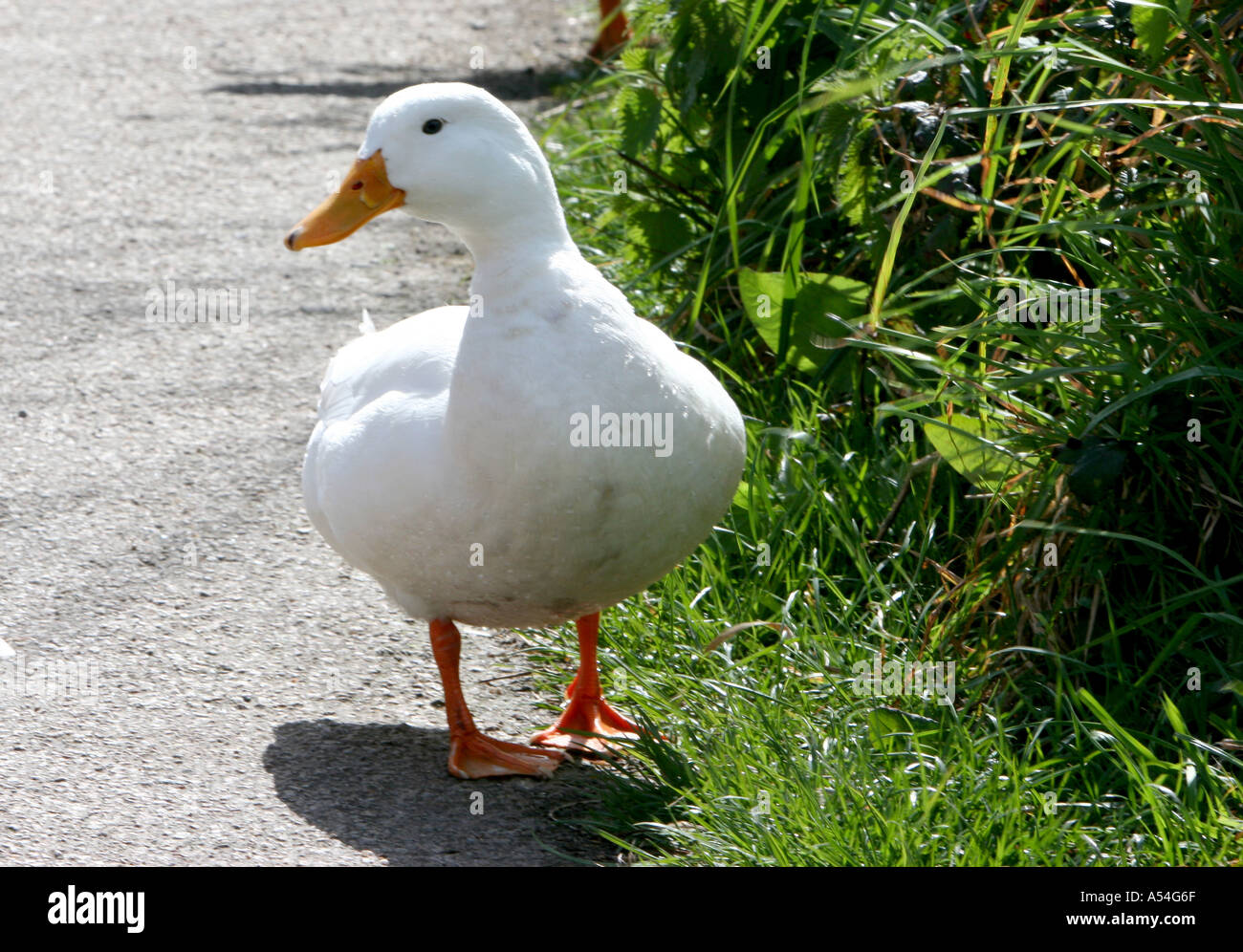 White Duck wandering Stock Photo - Alamy