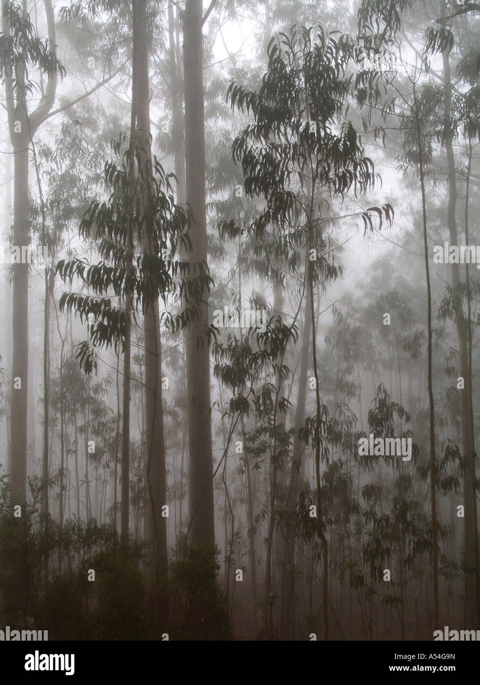 Eucalyptus wood, fog, plants of Madeira Stock Photo - Alamy
