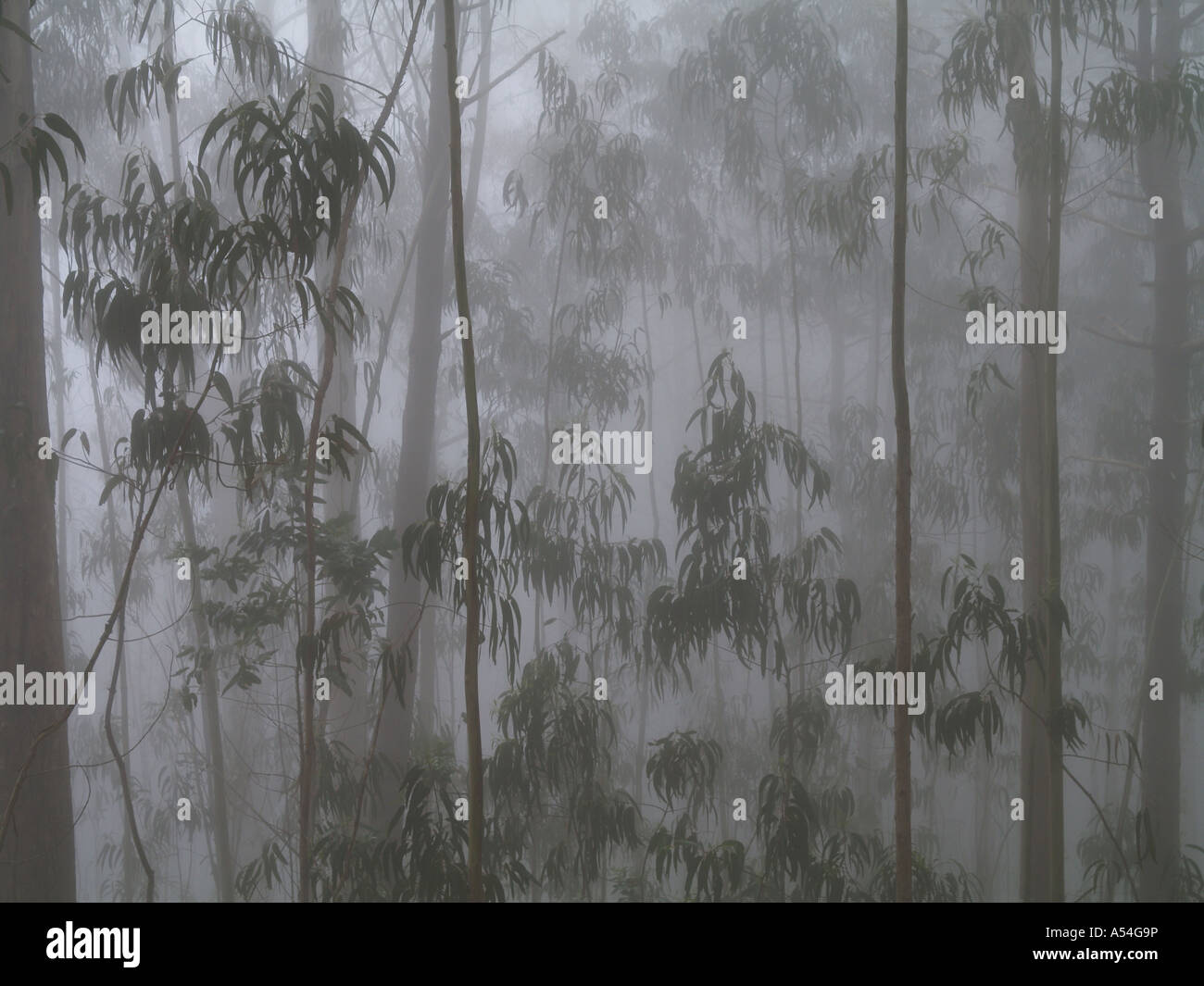 Eucalyptus wood, fog, plants of Madeira Stock Photo - Alamy