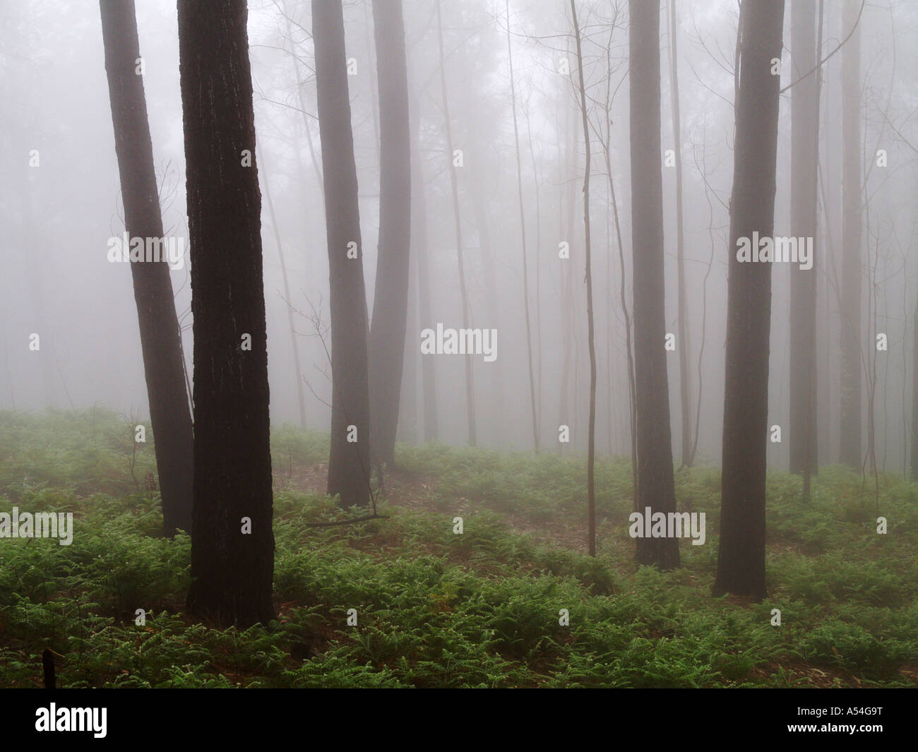 wood, boles, fog mood Stock Photo - Alamy