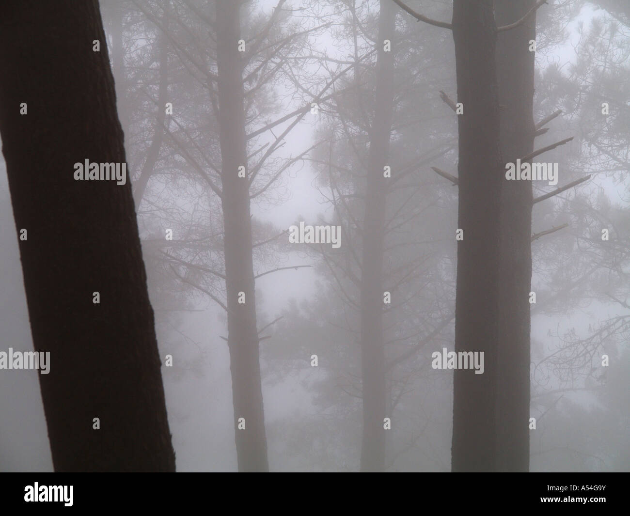 wood, boles, fog mood Stock Photo - Alamy