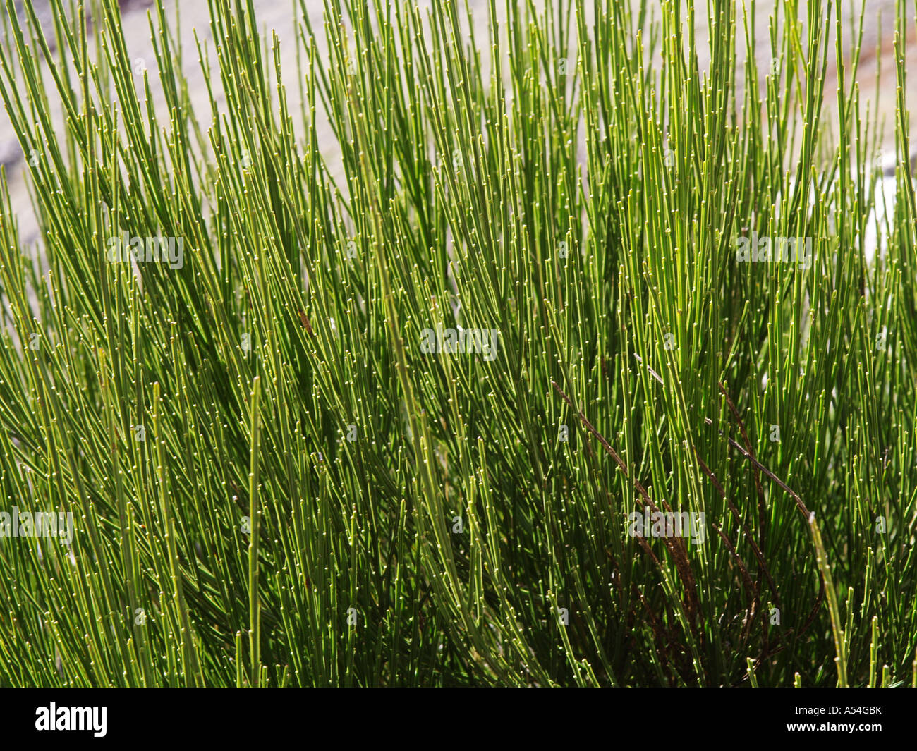plants of Madeira Stock Photo - Alamy