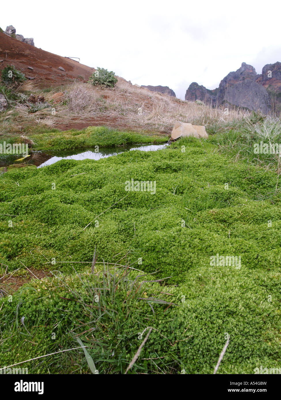 landscape at Pico do Arieiro, small marsh, plants of Madeira Stock ...