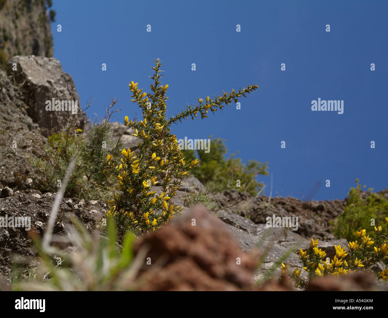 mountain scenery, European gorse, Ulex europaeus, plants at Madeira ...