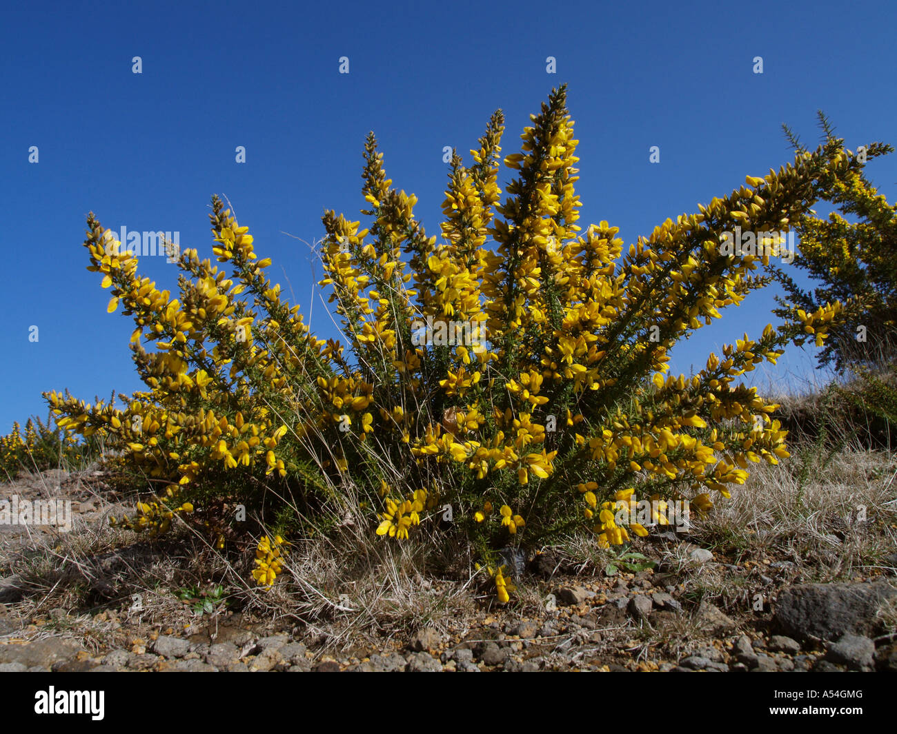 European gorse, Ulex europaeus, plants at Madeira Stock Photo - Alamy