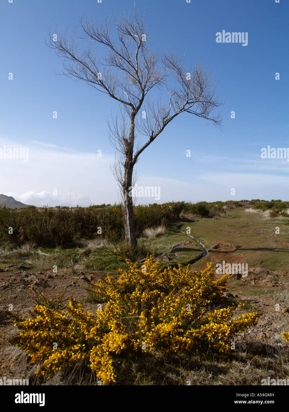 Levada, irrigation conduit, European gorse, Ulex europaeus, plants at ...
