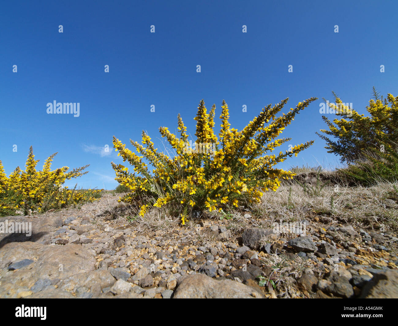 European gorse ulex europaeus plants hi-res stock photography and ...