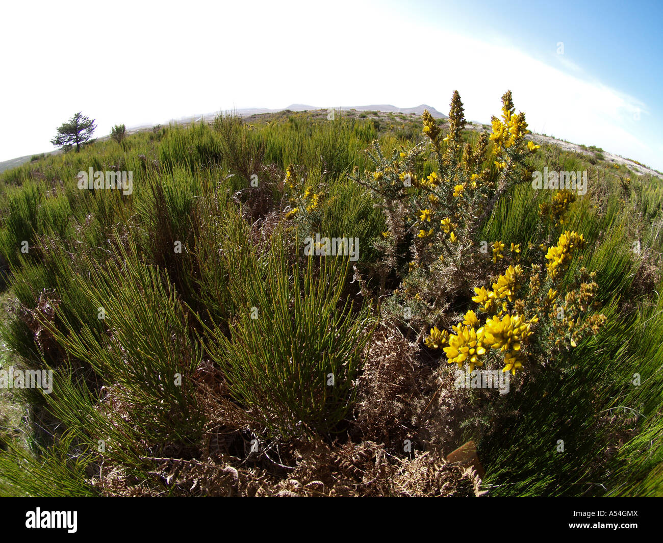 European gorse, Ulex europaeus, plants at Madeira Stock Photo - Alamy