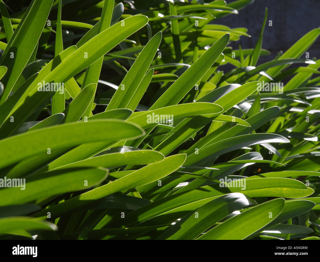 plants of Madeira Stock Photo - Alamy