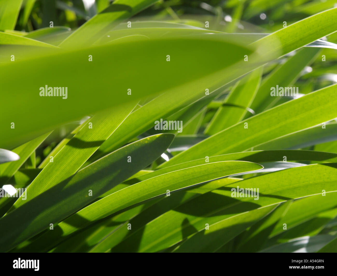 plants of Madeira Stock Photo - Alamy