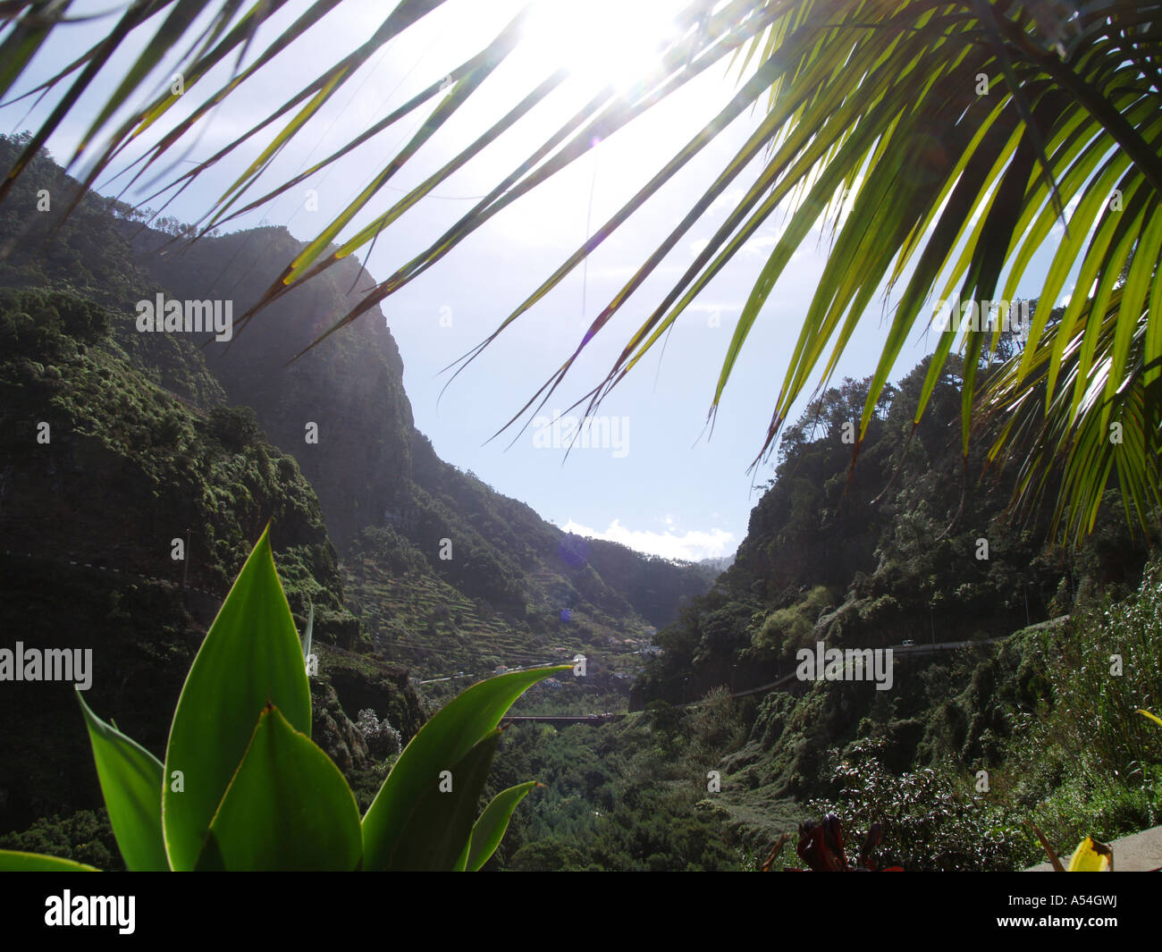 Countryside with rank vegetation, plants of Madeira Stock Photo - Alamy