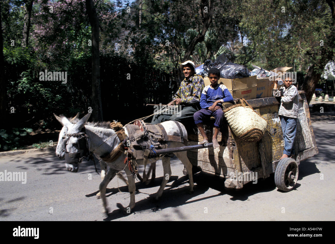 Painet ip1345 3778 egypt zabbaleen donkey carts collecting garbage ...