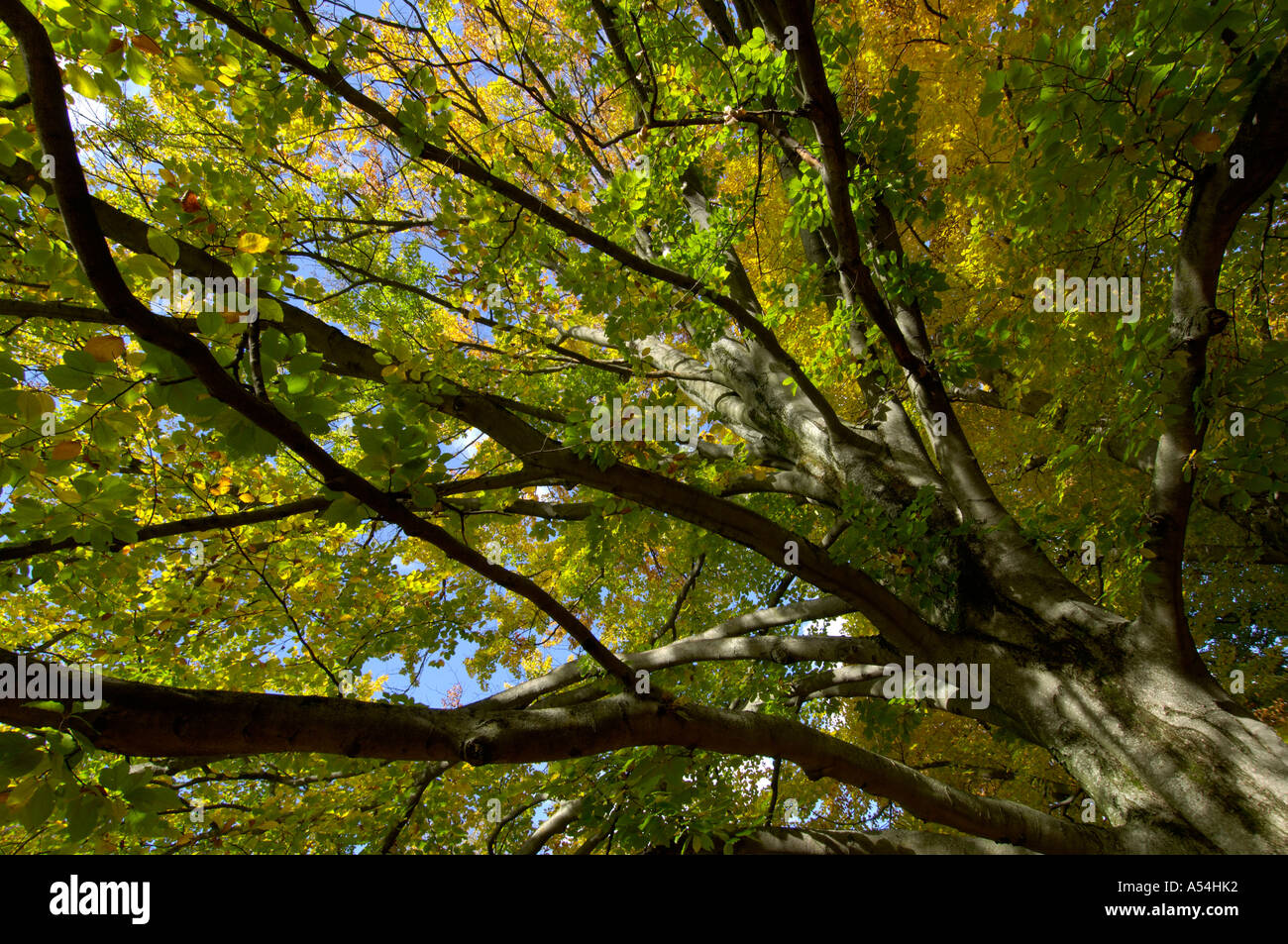 Park with tree trees in fall autumn autumn foliage Munich Bavaria ...