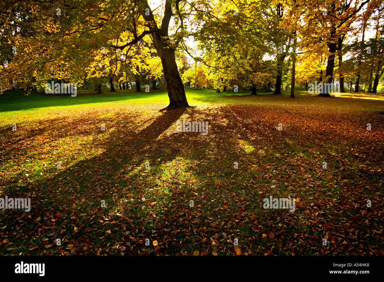 Park with tree trees in fall autumn autumn foliage Munich Bavaria ...