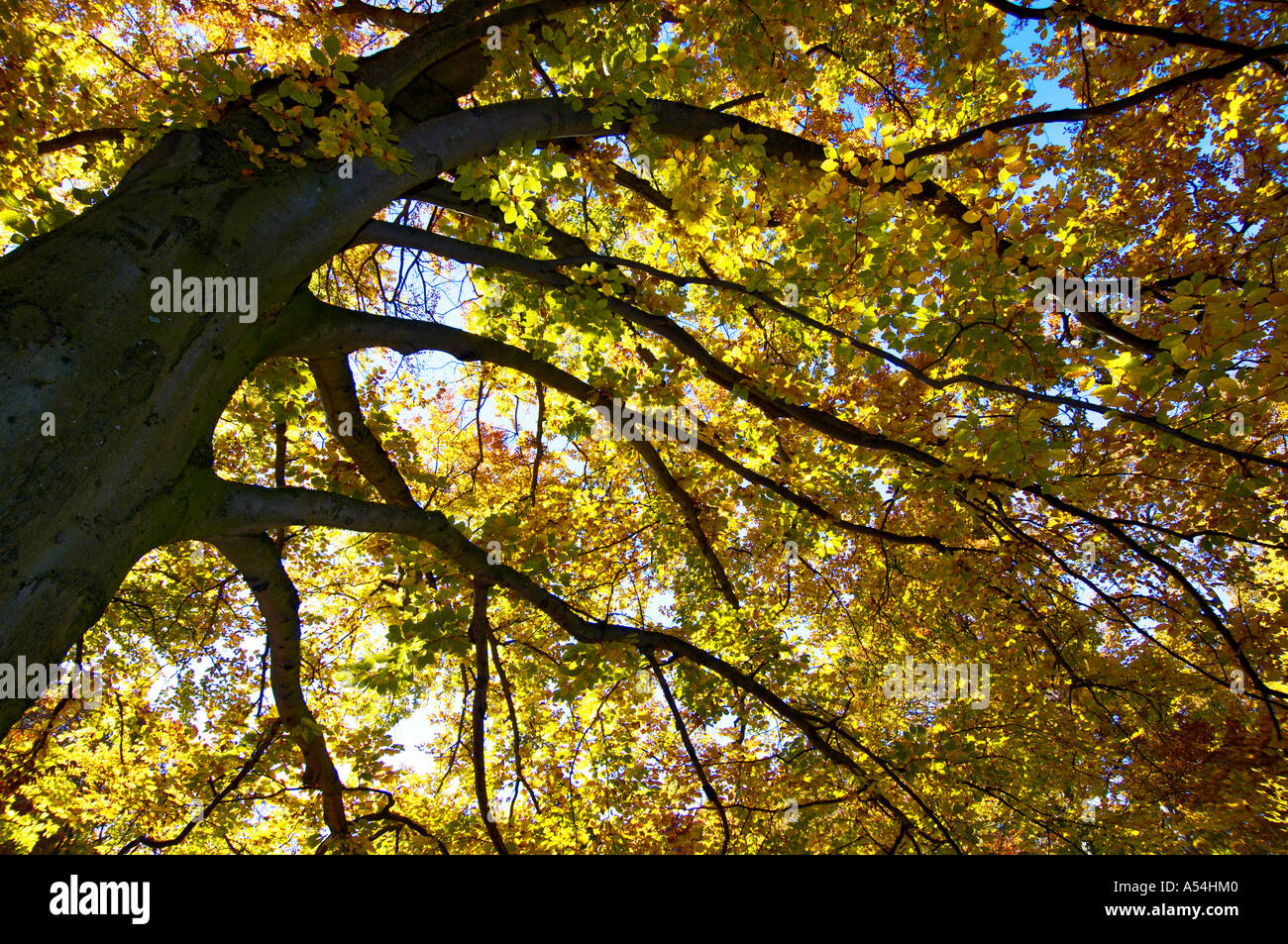 Park with tree trees in fall autumn autumn foliage Munich Bavaria ...