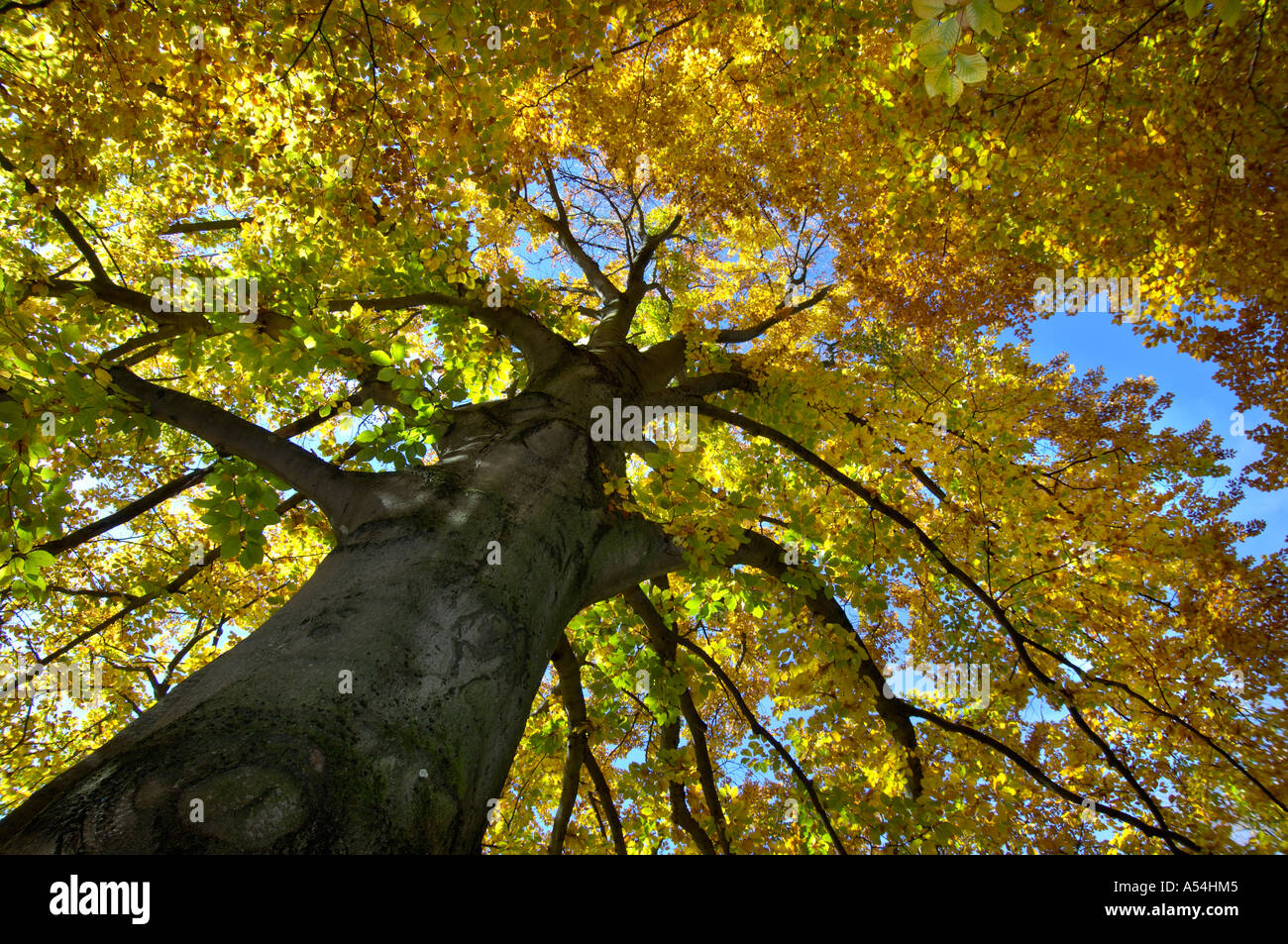 Park with tree trees in fall autumn autumn foliage Munich Bavaria ...