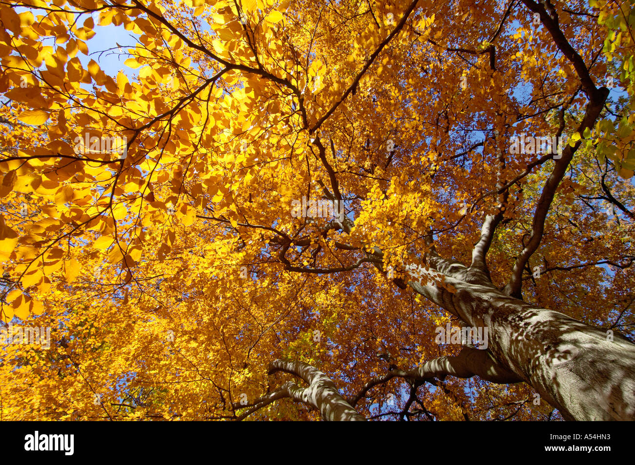 Park with tree trees in fall autumn autumn foliage Munich Bavaria ...