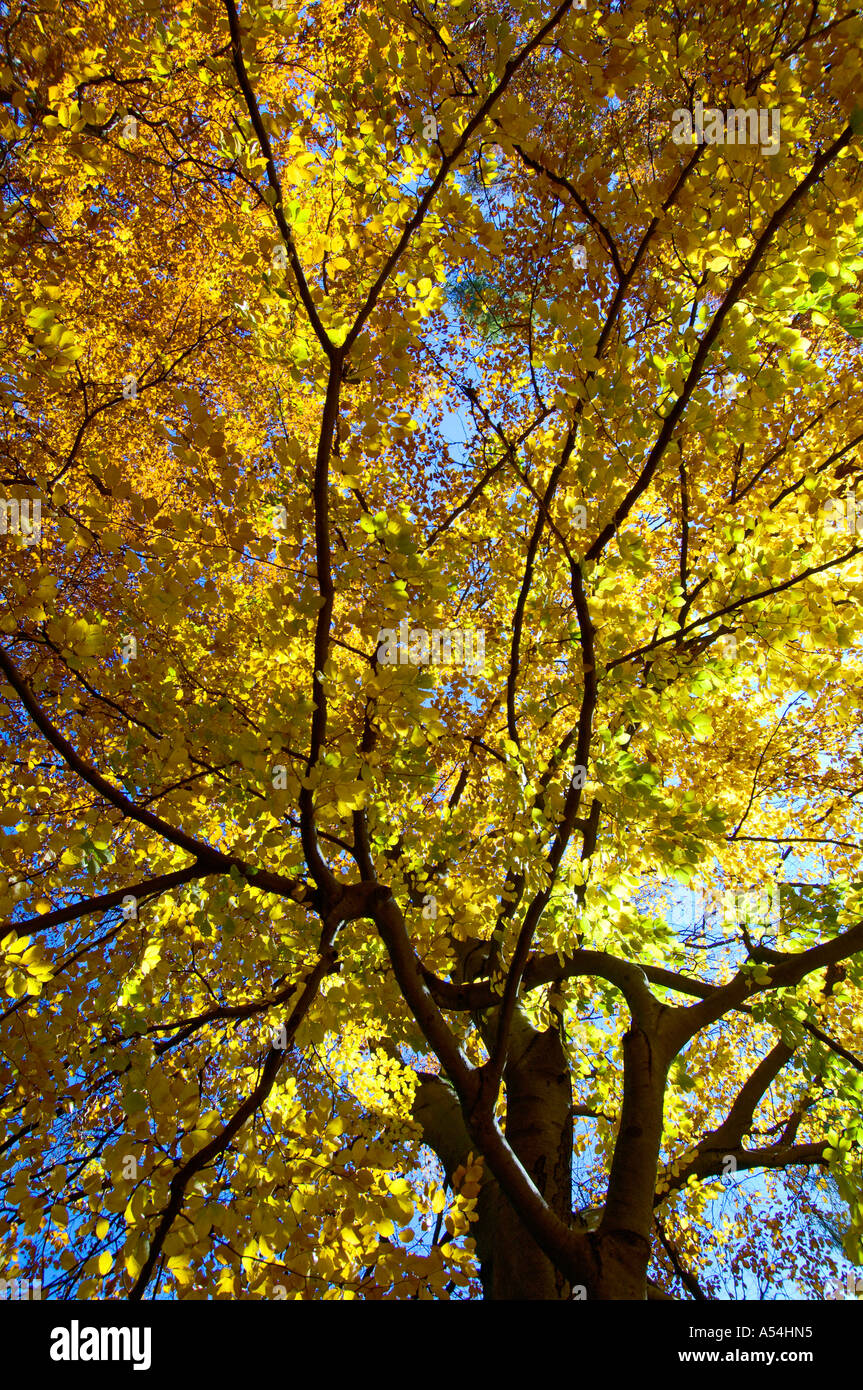 Park with tree trees in fall autumn autumn foliage Munich Bavaria ...