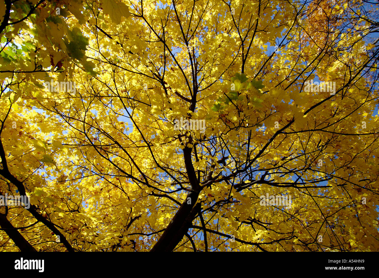 Park with tree trees in fall autumn autumn foliage Munich Bavaria ...