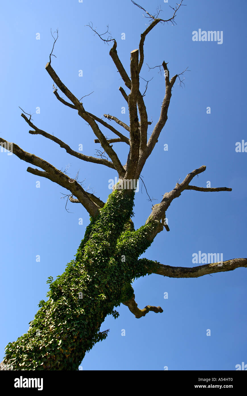 Tree trunk stump Starnberg Lake Bavaria Germany Stock Photo - Alamy