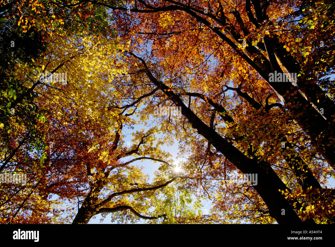 Park with tree trees in fall autumn autumn foliage Bavaria Germany ...