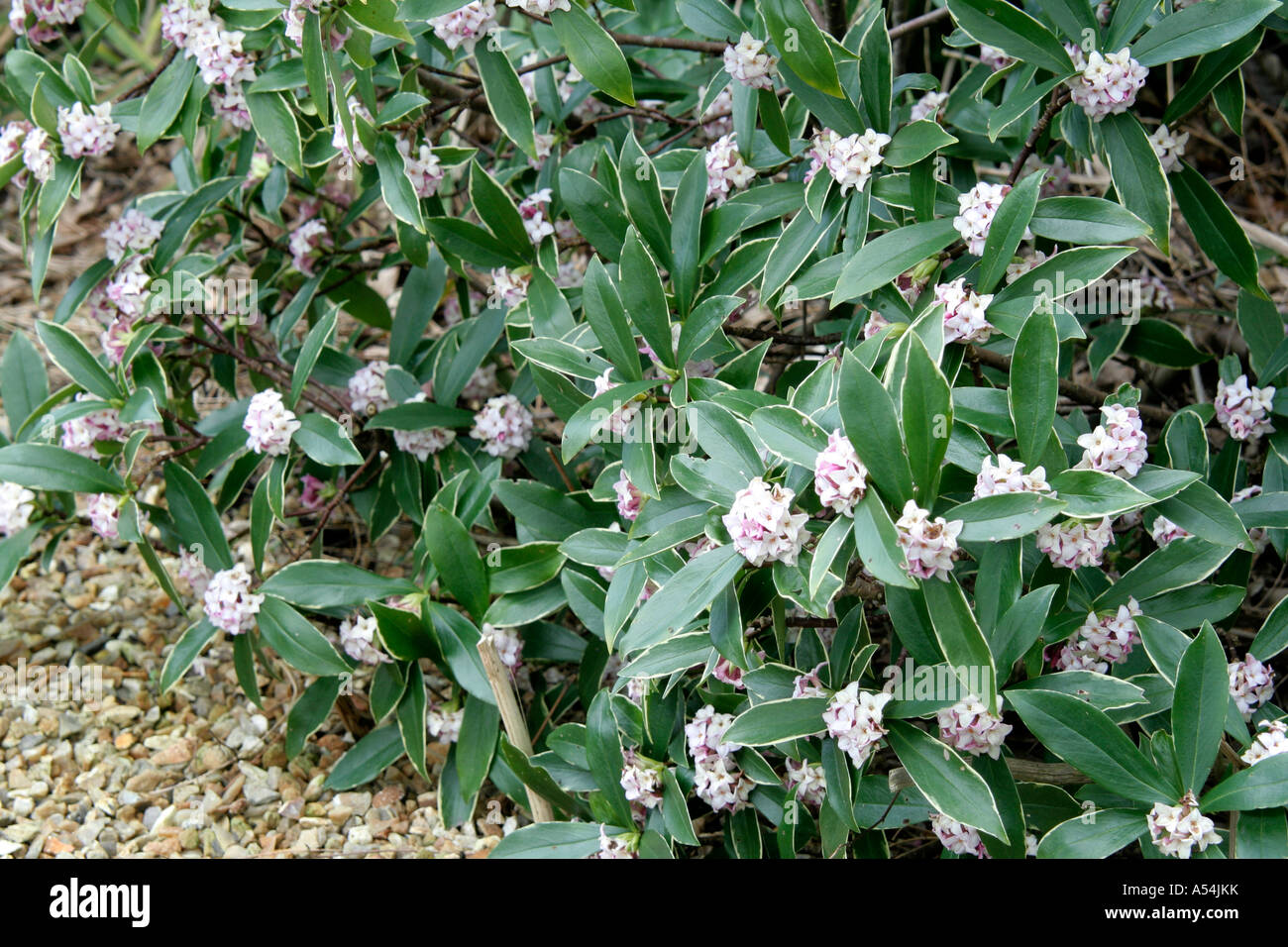 Daphne odora aureomarginata Somerset garden February 21 Stock Photo - Alamy