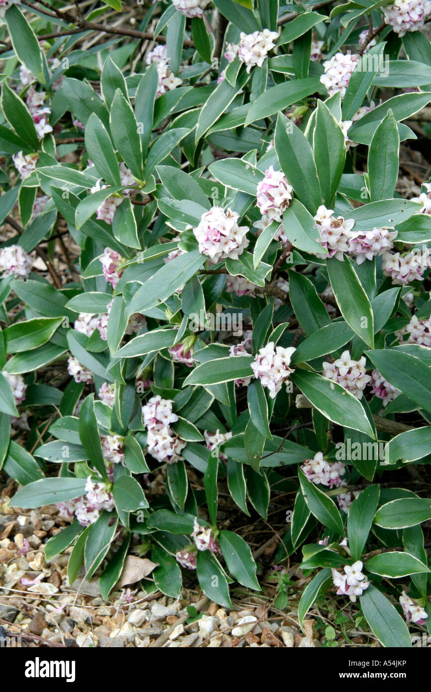 Daphne odora aureomarginata hi-res stock photography and images - Alamy