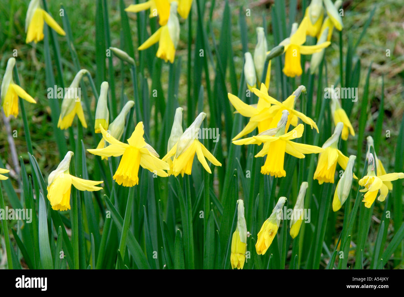 Daffodils february gold hi-res stock photography and images - Alamy
