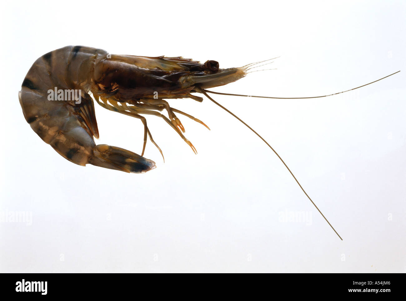 King prawn tiger prawn Stock Photo - Alamy