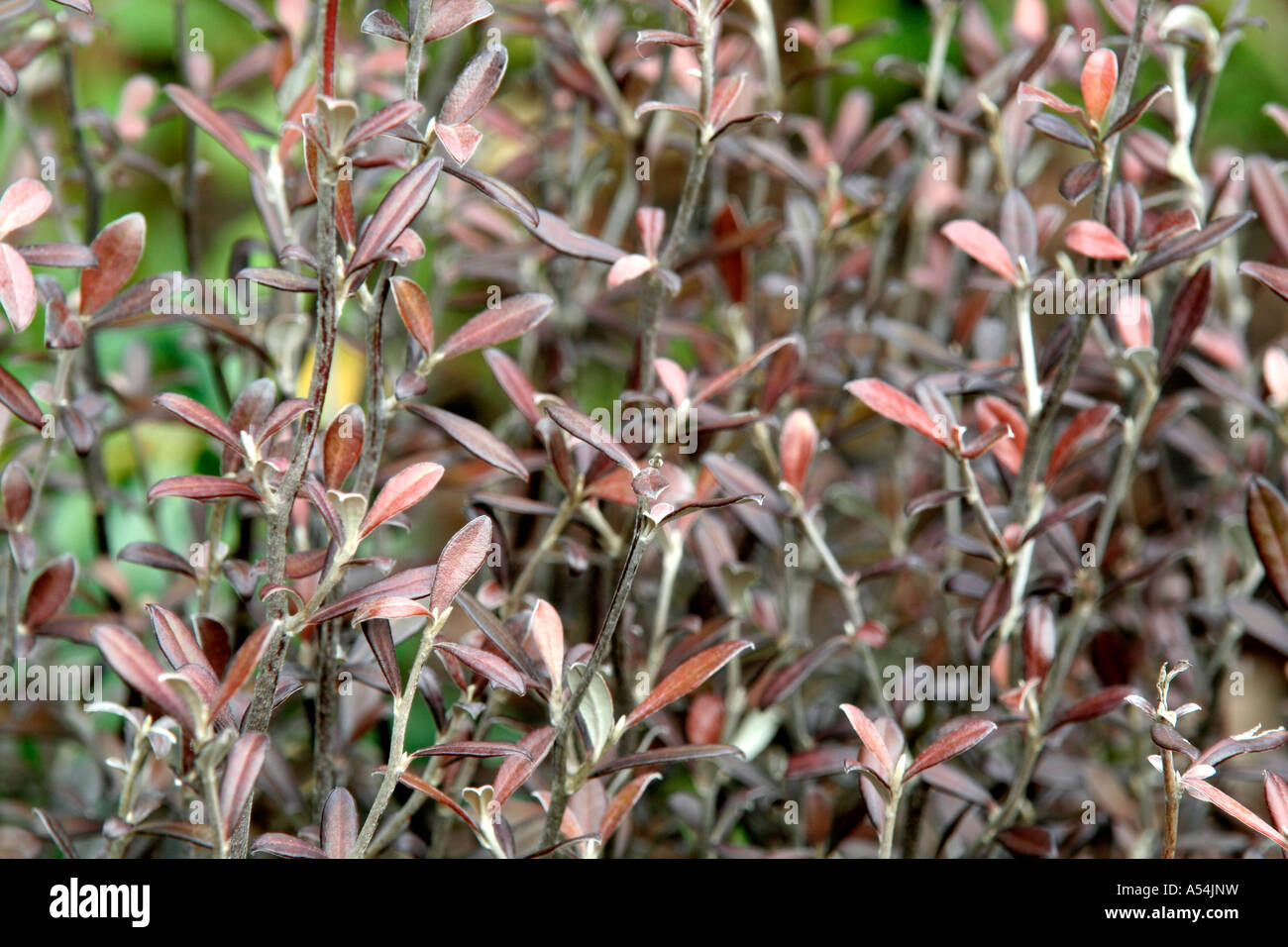 Corokia x virgata Bronze King Stock Photo - Alamy
