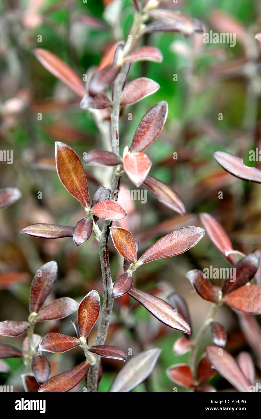 Corokia hi-res stock photography and images - Alamy