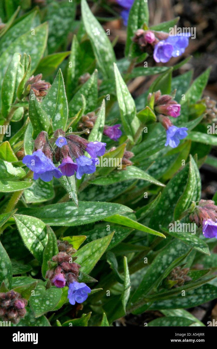 Pulmonaria Weetwood Blue Stock Photo - Alamy