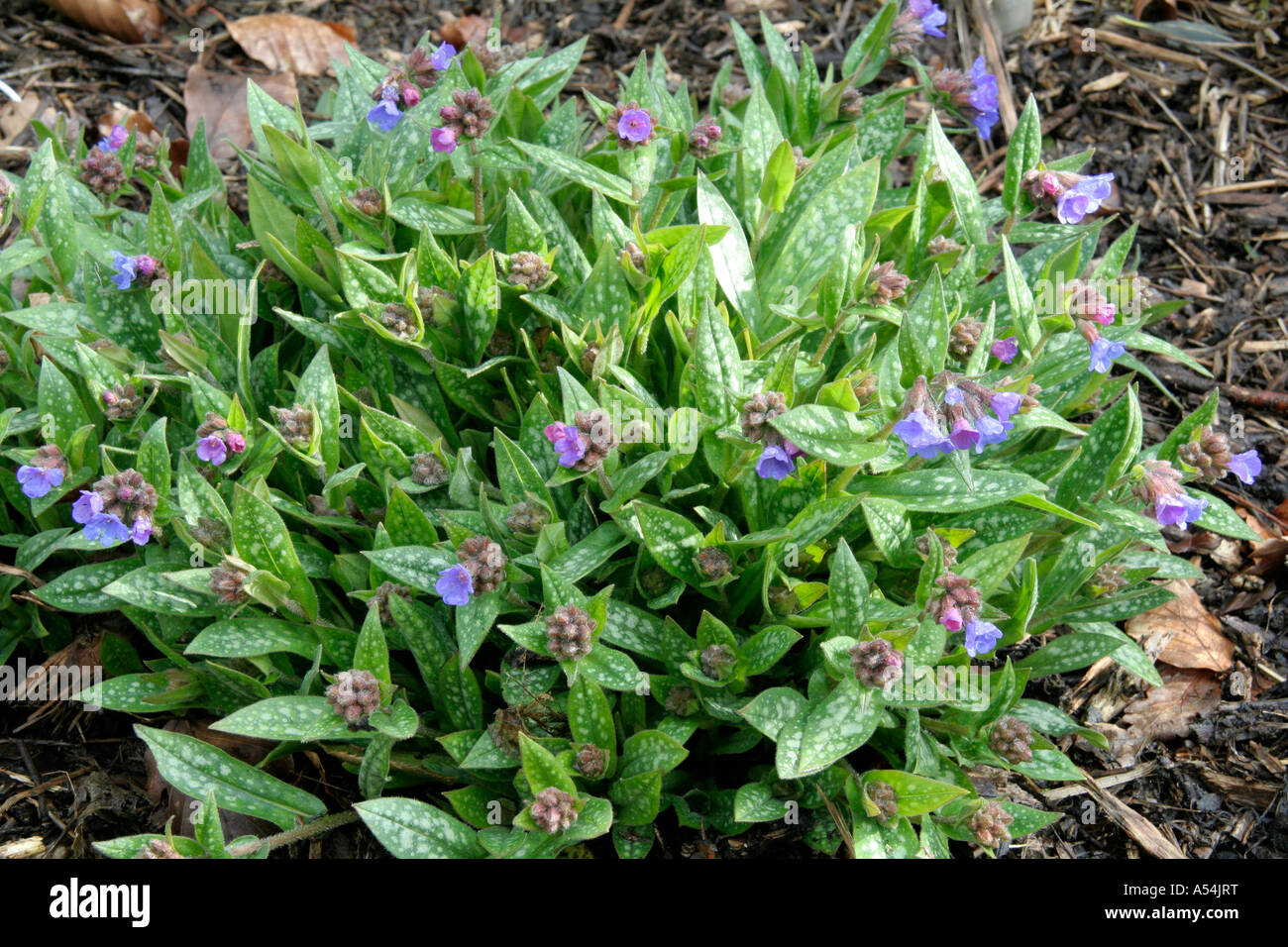 Pulmonaria Weetwood Blue Stock Photo - Alamy