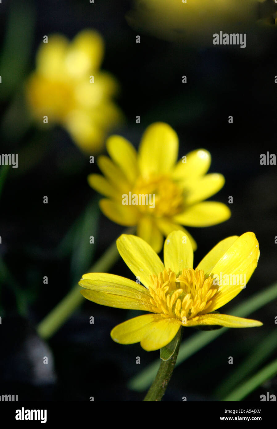 Brazen hussy hi-res stock photography and images - Alamy