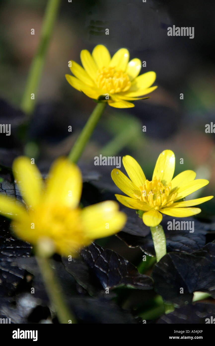 Brazen hussy hi-res stock photography and images - Alamy